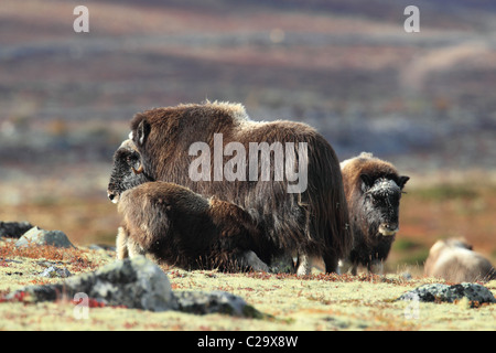 Musk ox calf in mammals Norway Stock Photo - Alamy