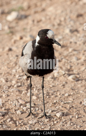 Blacksmith Plover (Vanellus armatus Stock Photo - Alamy