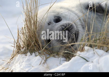 A young seal with gray and white fur lies on a sandy beach, partially ...