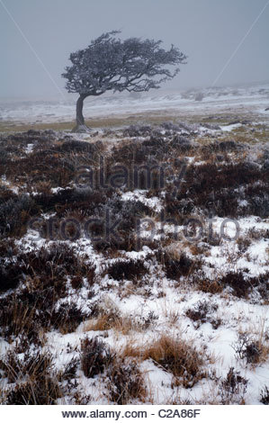 Hawthorn, Crataegus monogyna, covered with frost in winter Stock Photo ...