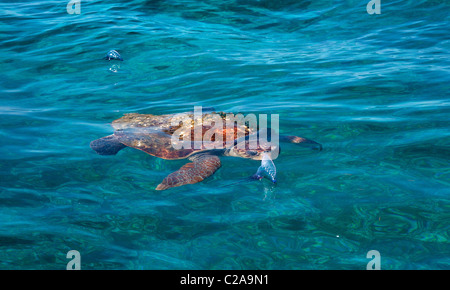 Loggerhead sea turtle preparing to eat Portuguese Man of War Stock ...