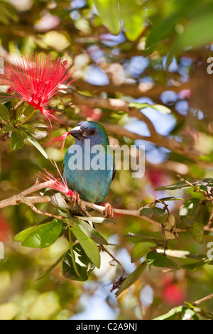 Feeding in a tree Forbes Parrot Finch perched Stock Photo - Alamy