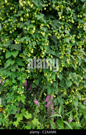 Common Hop (Humulus lupulus), fruit and leaves, studio picture Stock ...