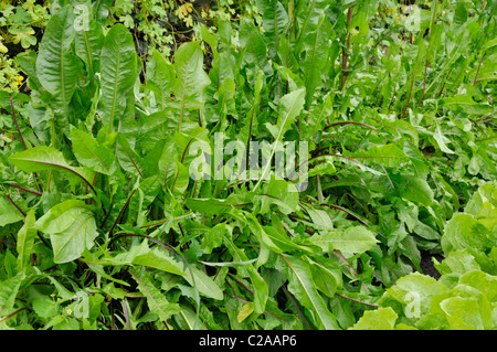 Chicory (Cichorium intybus 'Red Rib' Stock Photo - Alamy