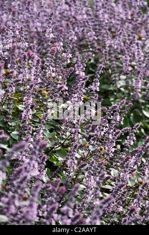 Basil 'Magic Blue' / (Ocimum basilicum) | Strauchbasilikum 'Magic Blue ...