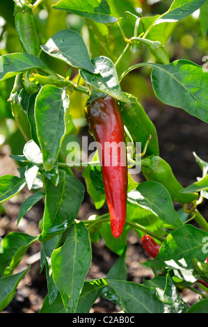 Chili Peppers (Capsicum annuum), Solanaceae Stock Photo - Alamy