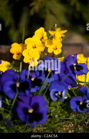 Blue and Yellow Blotch Violas in flower Stock Photo - Alamy