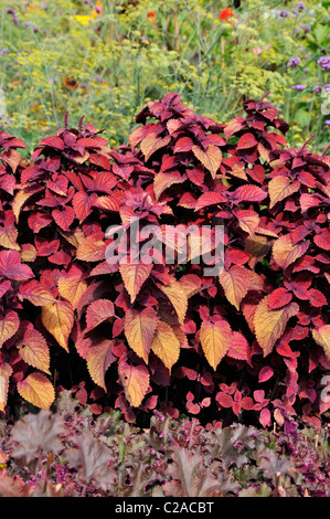 Coleus ,Solenostemon scutellarioides Sedona, Coleus blumei Sedona Stock ...