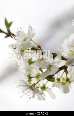 Victoria plum blossom Stock Photo - Alamy
