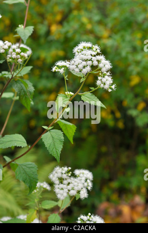 White flowers of white snakeroot , Compositae, Eupatorium rugosum ...
