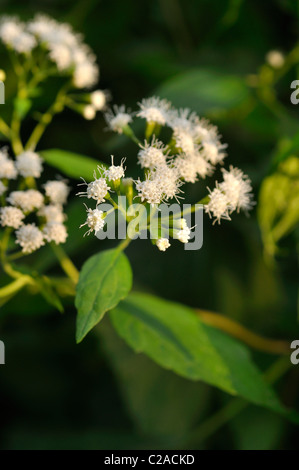 White Snakeroot (Ageratina altissima, Eupatorium rugosum), flowering ...