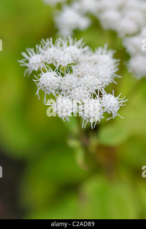 Lesser snakeroot (Ageratina aromatica syn. Eupatorium aromaticum Stock ...
