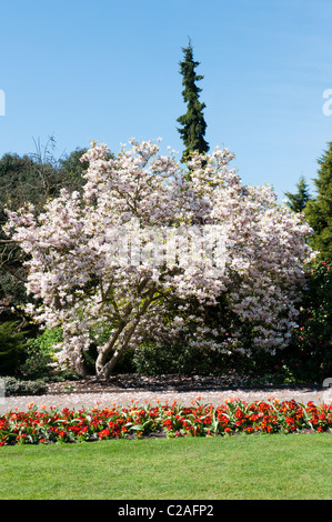 Magnolia tree blossom Stock Photo - Alamy