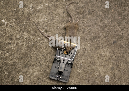 A mouse trap with two dead mice in Stock Photo: 72920838 - Alamy