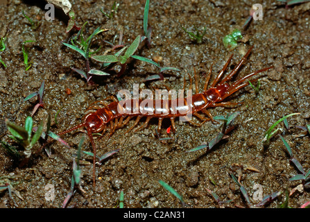Centipede on damp soil, Colorado US Stock Photo: 24179411 - Alamy