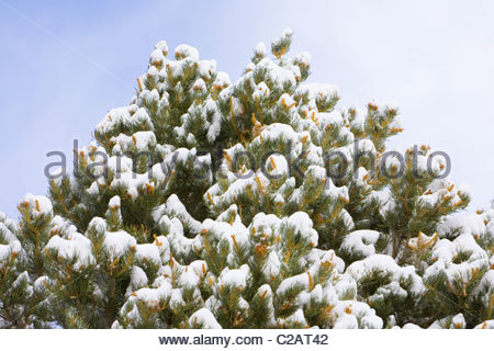 Singleleaf Pinyon Pine, Pinus monophylla, with a huge crop of cones ...