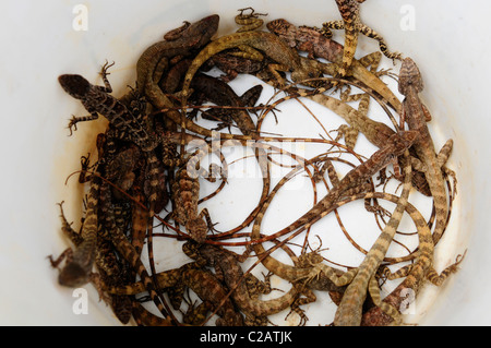 skinned geckos for deep fried thai northern style dish(isaan delicacy ...