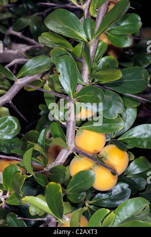 South African Kaffir Apple/Kei/ Kaiyaba/Kikuyu tree fruit and the long ...