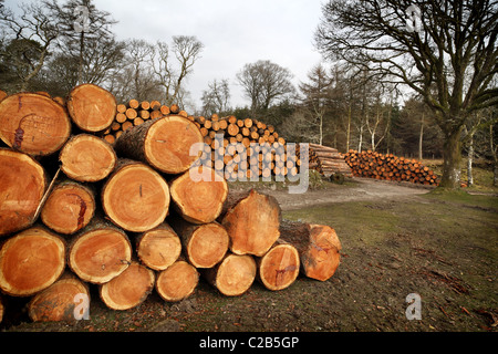 Stacked sawn timber Stock Photo - Alamy