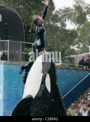 Dawn Brancheau and The Killer Whale performing tricks at Seaworld Stock ...