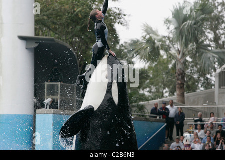 Dawn Brancheau and The Killer Whale performing tricks at Seaworld Stock ...