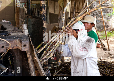 Filipino workers processing sugarcane through a press at a sugar mill ...