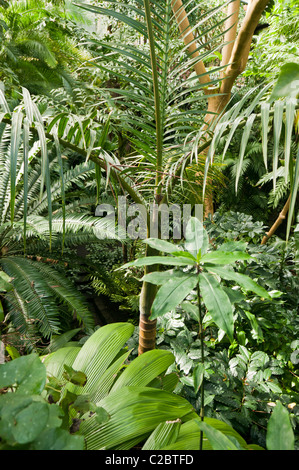 Dense jungle foliage in an indoor rainforest Stock Photo - Alamy