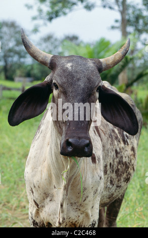 Typical Cow of Costa Rica Stock Photo - Alamy