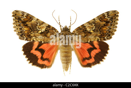 Closeup shot of a dark crimson underwing on the tree leaf Stock Photo ...