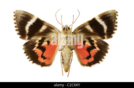 Closeup shot of a dark crimson underwing on the tree leaf Stock Photo ...