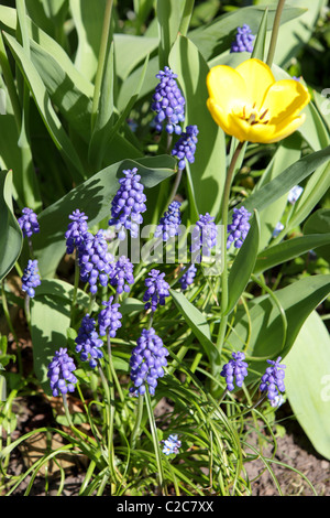 Soft focus image of hyacinth flowers blooming at springtime. Blue ...