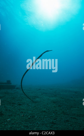 Bend Stick Pipefish, Trachyrhampus bicoarctatus, snout detail, Serena ...