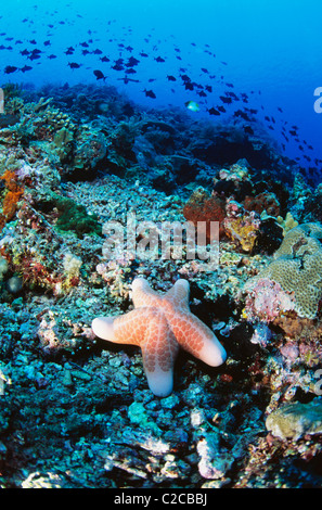 Granular starfish (Choriaster granulatus) underwater in the indian ...