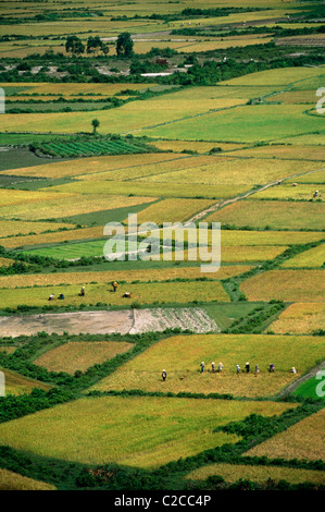 Rice cultivation near Hue, Vietnam Stock Photo - Alamy