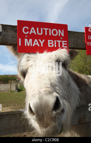 donkey underneath warning sign Stock Photo - Alamy