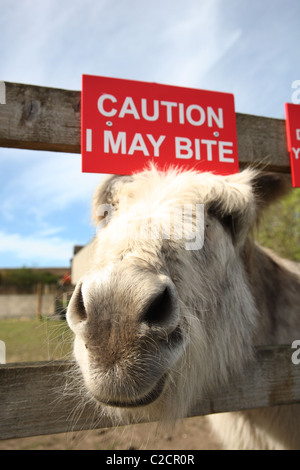 donkey underneath warning sign Stock Photo - Alamy