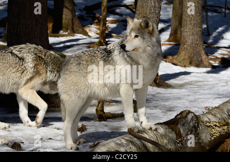 A captive female grey wolf stands on a rock in an autumnal forest Stock ...