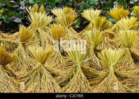 Bundled rice stalks Stock Photo - Alamy