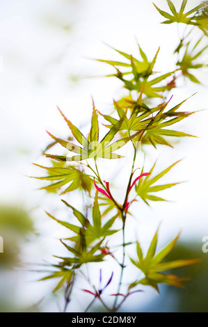 Spring branches of maple tree with fresh green leaves. Spring ...