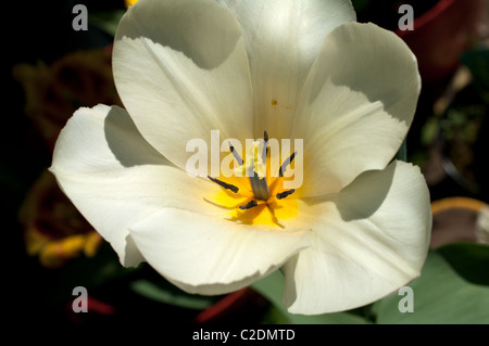 fully open white tulip flower Stock Photo - Alamy