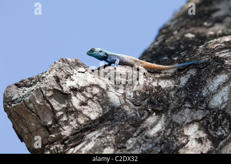 Blue Headed Lizard (Agamid Lizard Stock Photo - Alamy