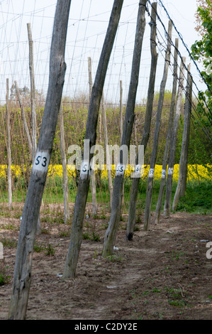 Hop poles with wires to support the hop bines in a hop field in the ...