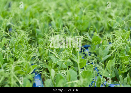 Affilla Cress growing in a greenhouse Stock Photo - Alamy