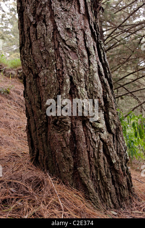 An ocote tree (pinus montezumae) in the middle of the mountain, with ...