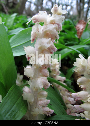 Toothwort, Lathraea squamaria parasitic plant - parasite, parasitic on ...
