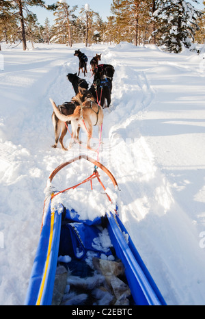 A team of sled dogs ready to pull Stock Photo - Alamy