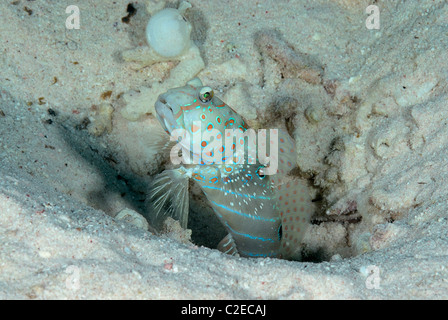 Blue speckled shrimp goby, Cryptocentrus caeruleomaculatus, living in a ...