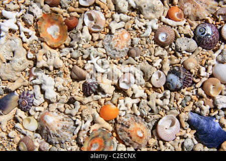 Carrowroe Coral Beach, Co Galway, Ireland; Close-Up Of Shells And Coral ...