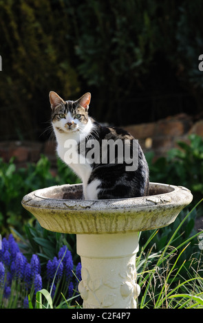 domestic cat at birdbath Stock Photo - Alamy