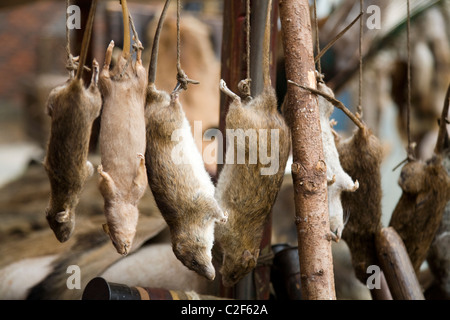 Rat meat / rats hanging / hang. A mediæval / mediaeval / medieval ...